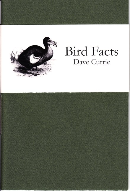 Dave Currie | Bird Facts – Apt. 9 Press